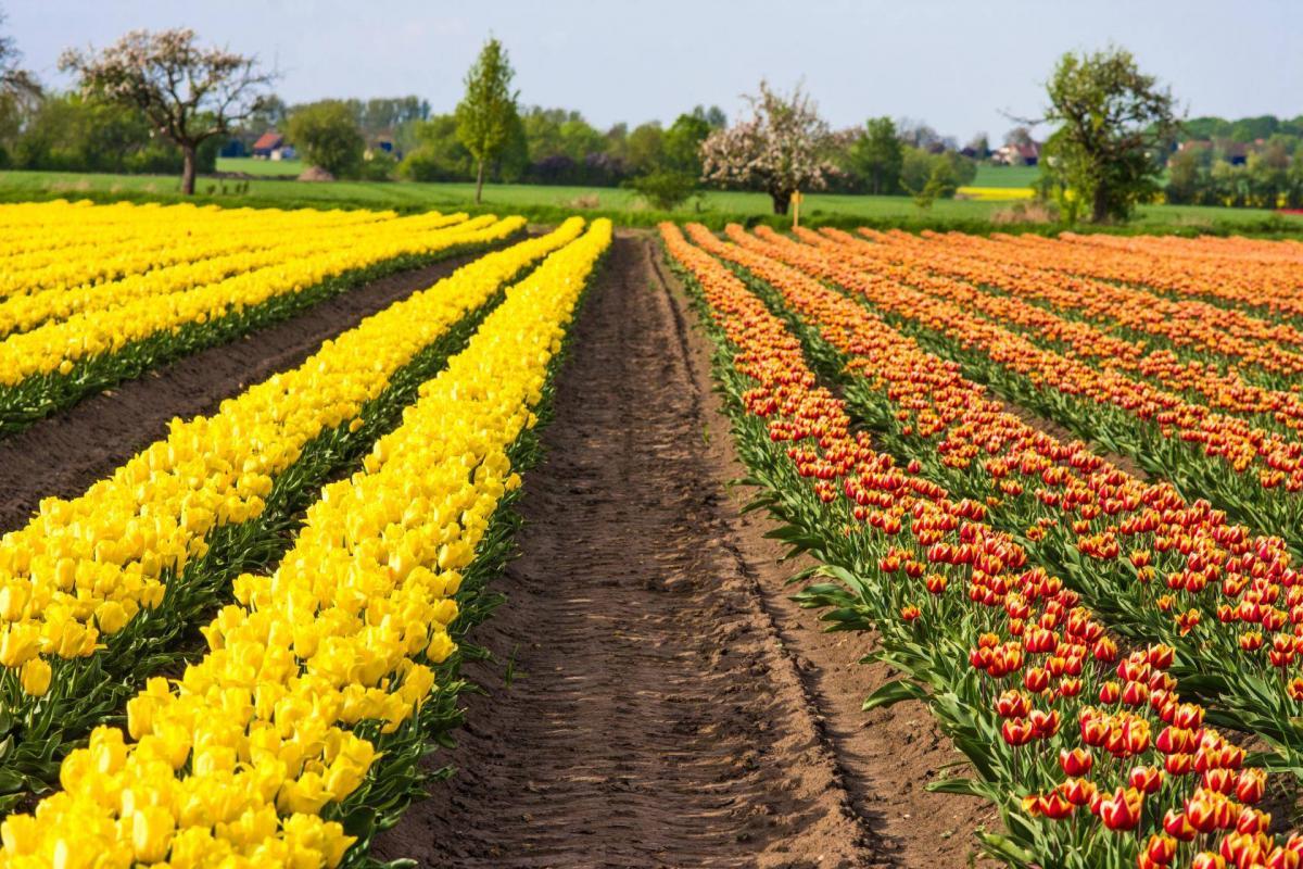 Tulpenfeld bei Schwaneberg | Ottopix.de
